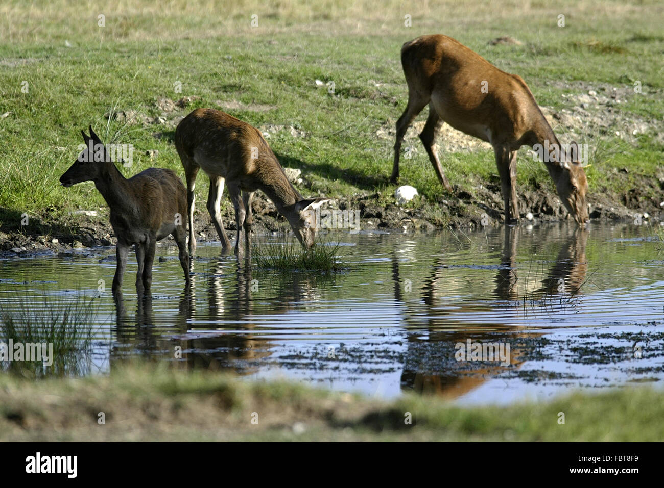 Danish red deer hi-res stock photography and images - Alamy