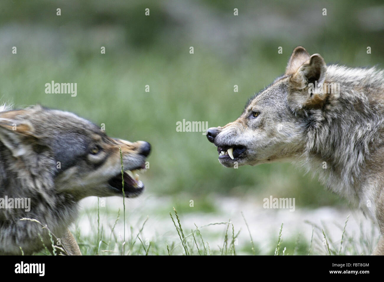 Aggressive wolf hi-res stock photography and images - Alamy