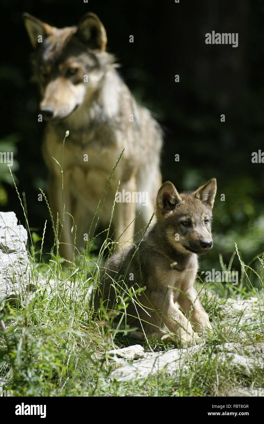 Timber wolf canis lupus cub hi-res stock photography and images - Alamy