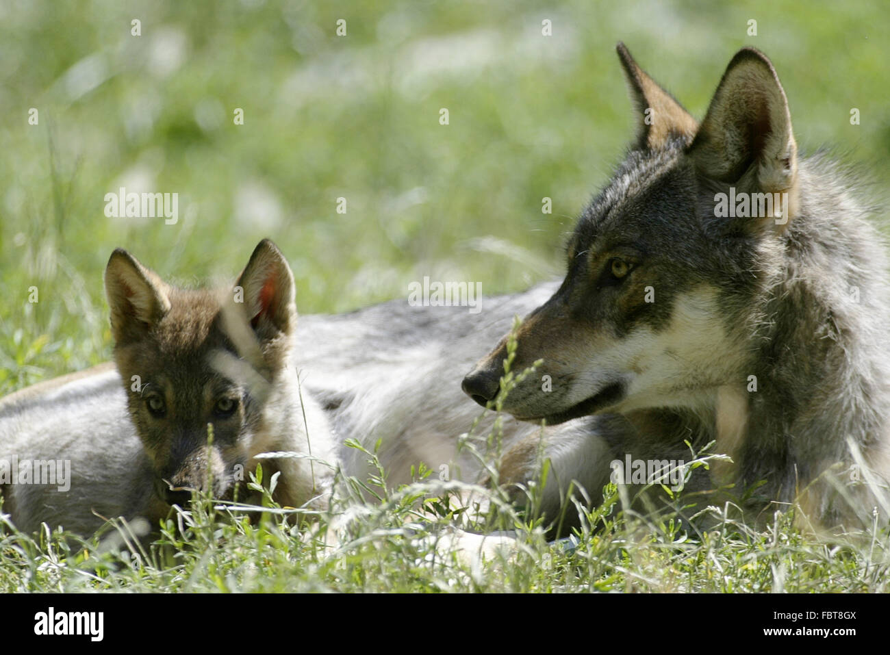Timber wolf canis lupus cub hi-res stock photography and images - Alamy