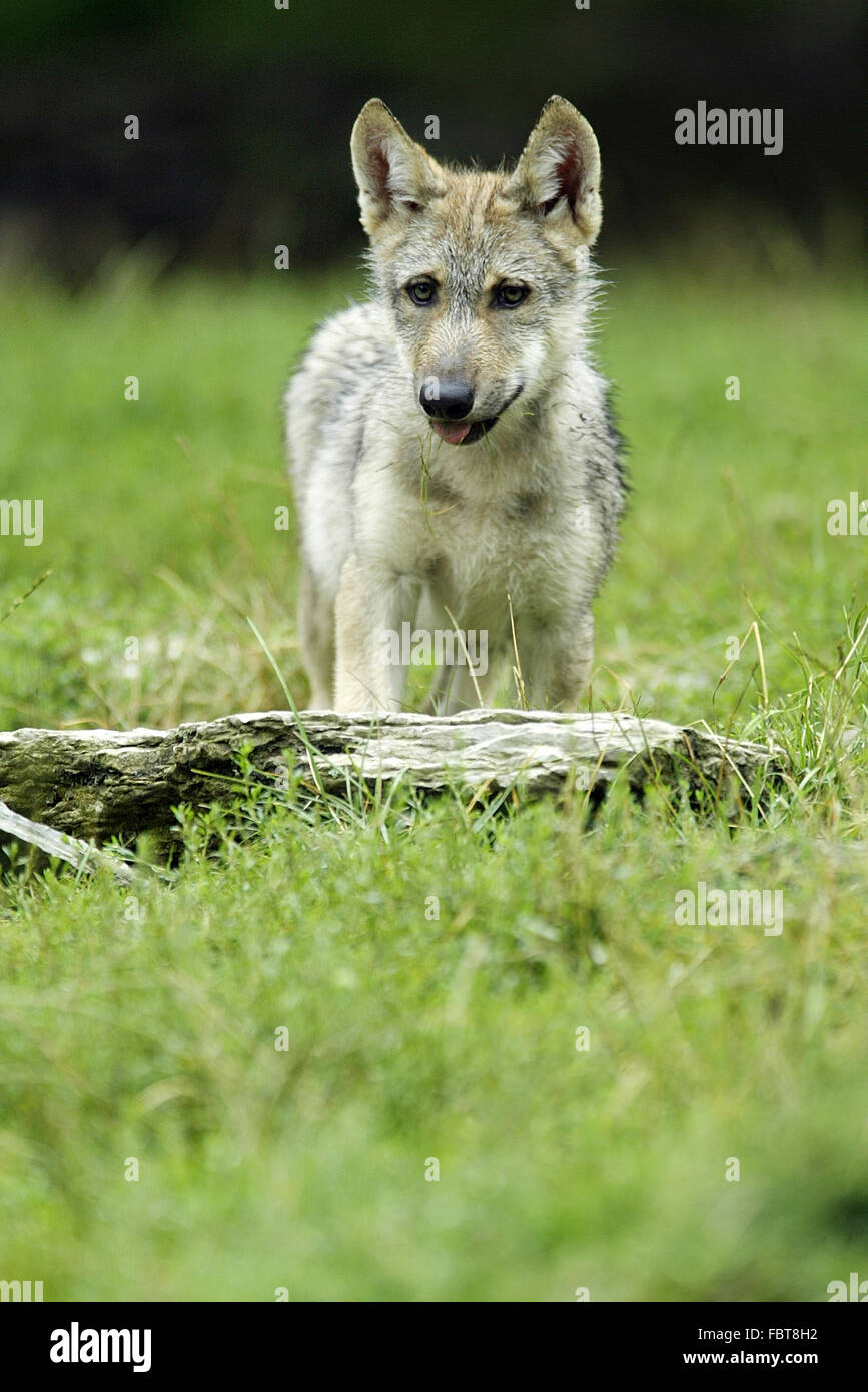 Timber wolf cub hi-res stock photography and images - Alamy