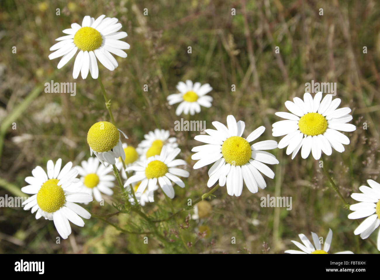 Kamillentee hi-res stock photography and images - Alamy
