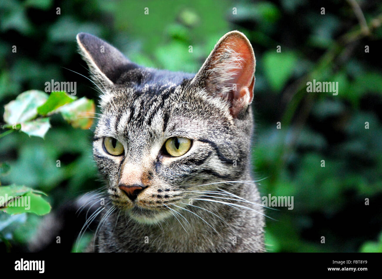 Tabby tomcat hi-res stock photography and images - Alamy