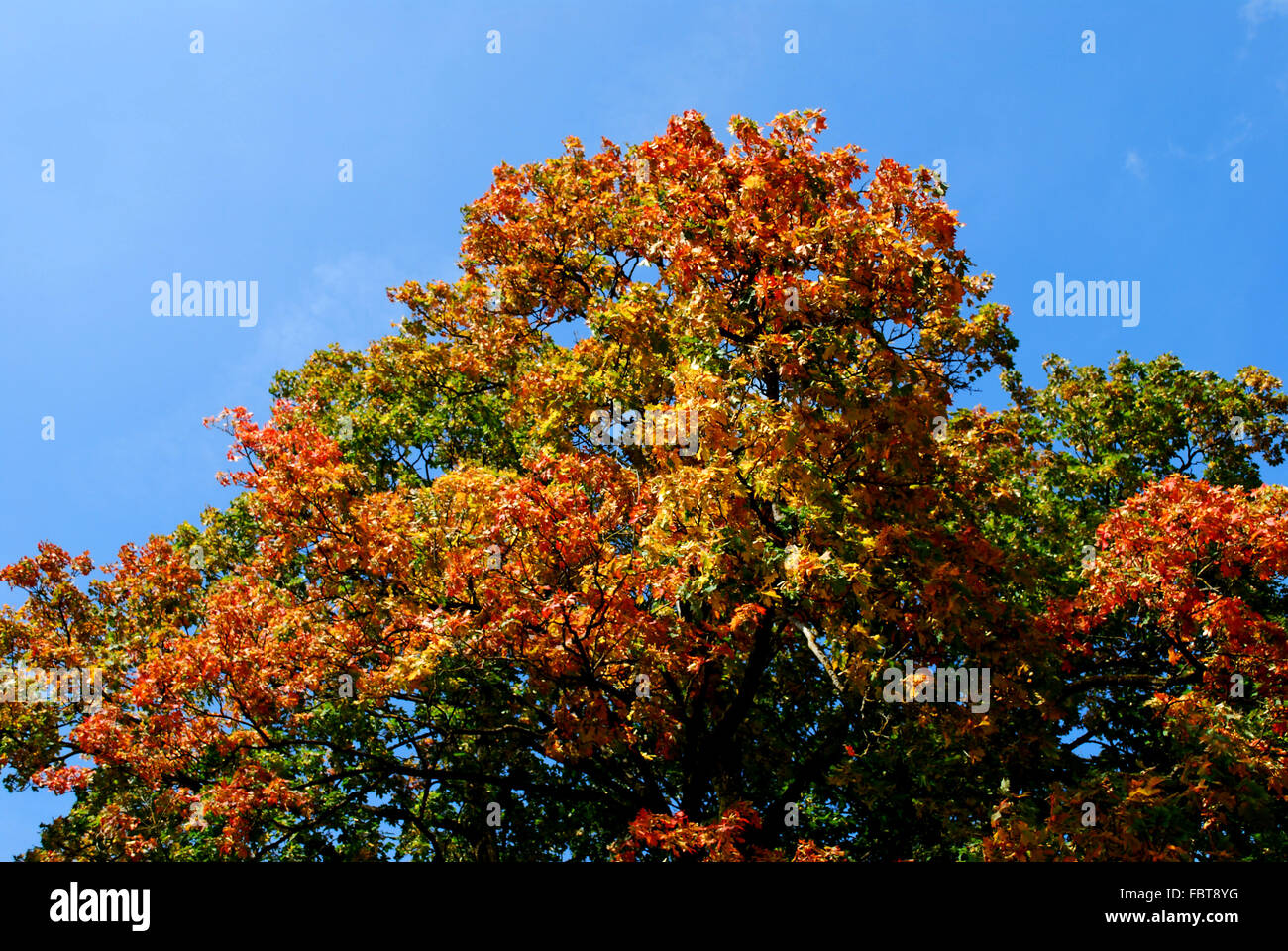 maple tree in front of deep blue sky Stock Photo - Alamy