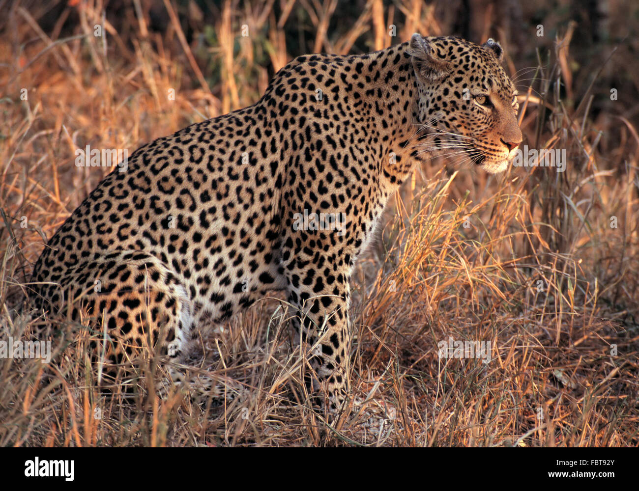 Grosse raubkatze hi-res stock photography and images - Alamy