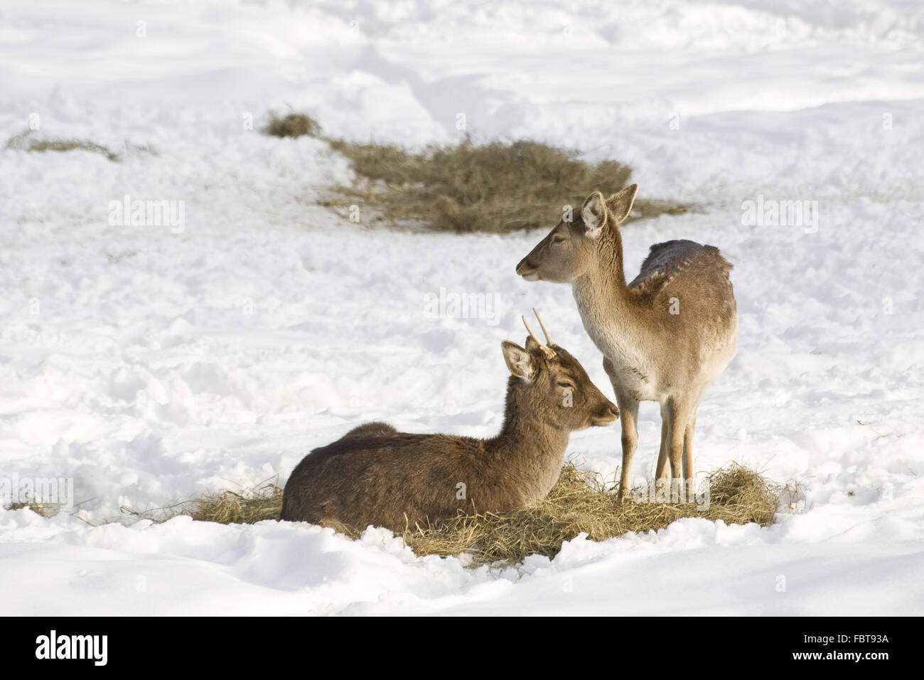 Deer in Winter Stock Photo - Alamy