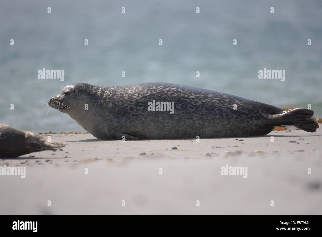 Am strand liegen helgoland hi-res stock photography and images - Alamy