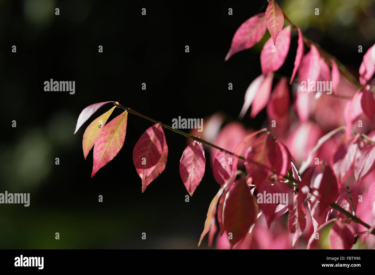 Pinken hi-res stock photography and images - Alamy