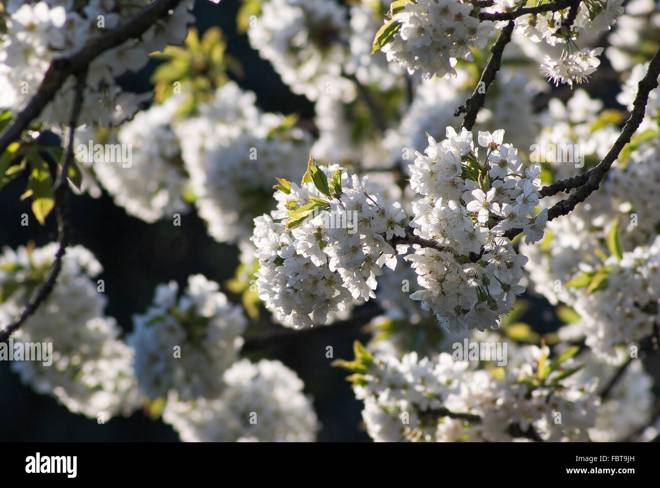 Kirschbl├╝te, cherry blossom Stock Photo - Alamy