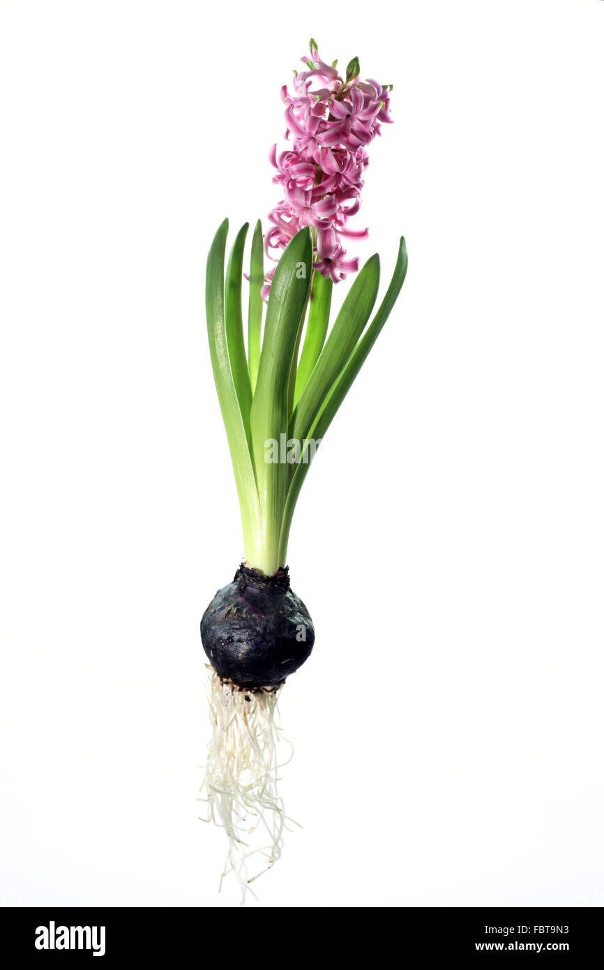 Hyacinth orientalis Cut Out Stock Images & Pictures - Alamy