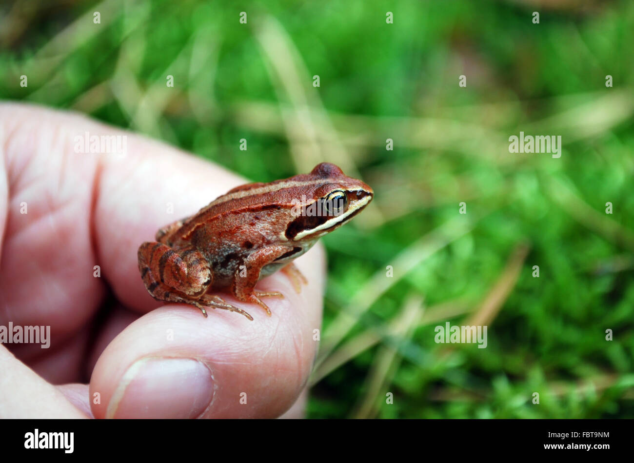 Frosch klein hi-res stock photography and images - Alamy