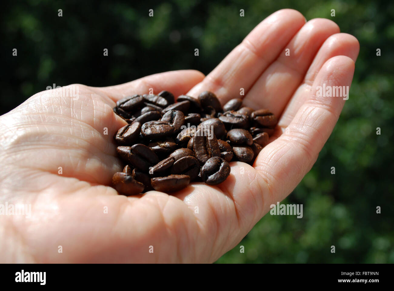 hand with roasted coffee beans Stock Photo - Alamy