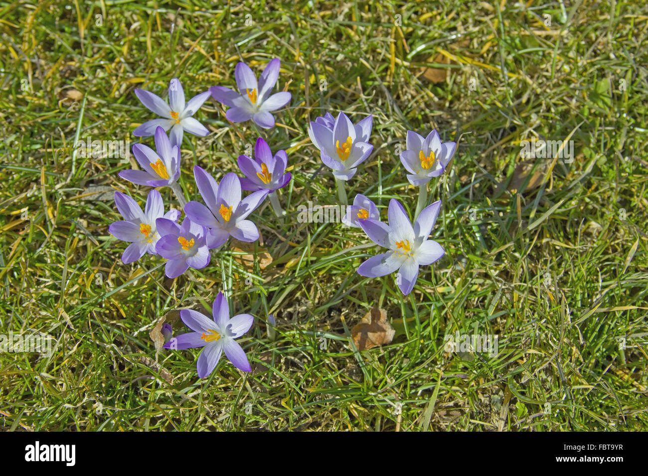 Prairie Crocus High Resolution Stock Photography and Images - Alamy