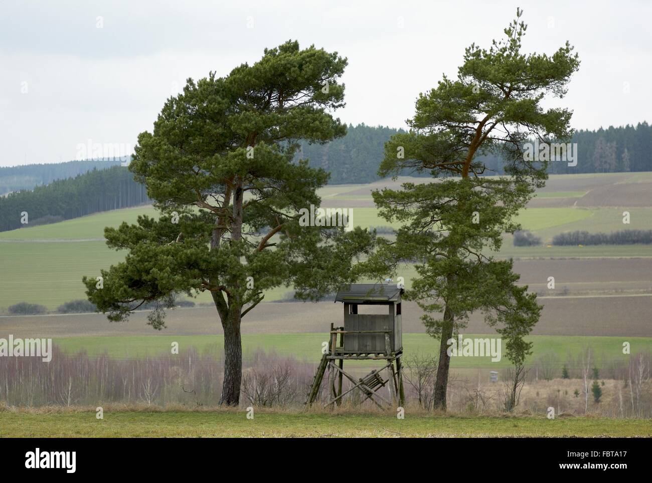 Conifer stand hi-res stock photography and images - Alamy