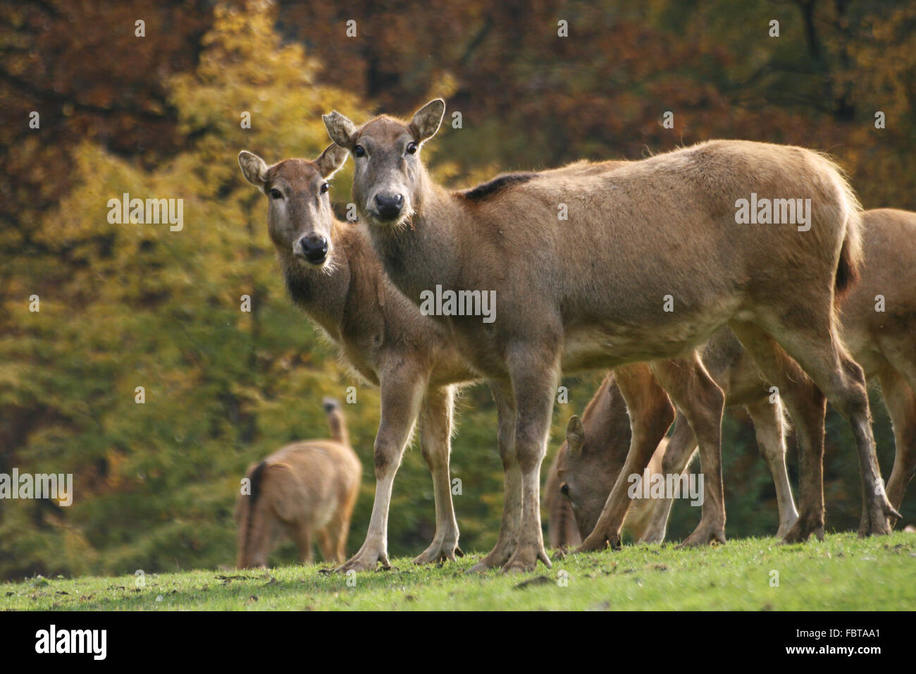 Daniel hirsch hi-res stock photography and images - Alamy