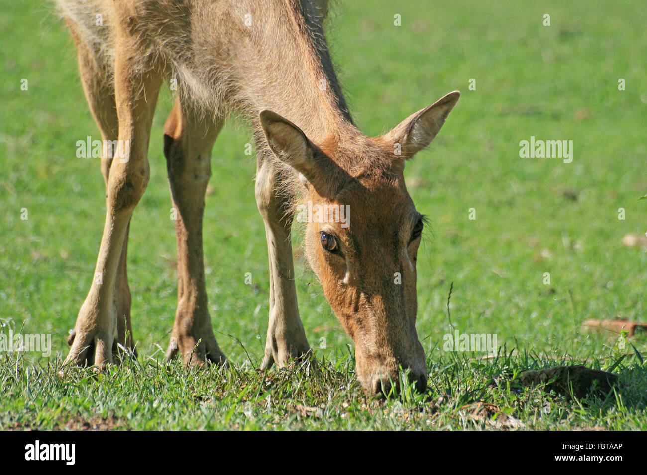Hirsch jagd hi-res stock photography and images - Alamy