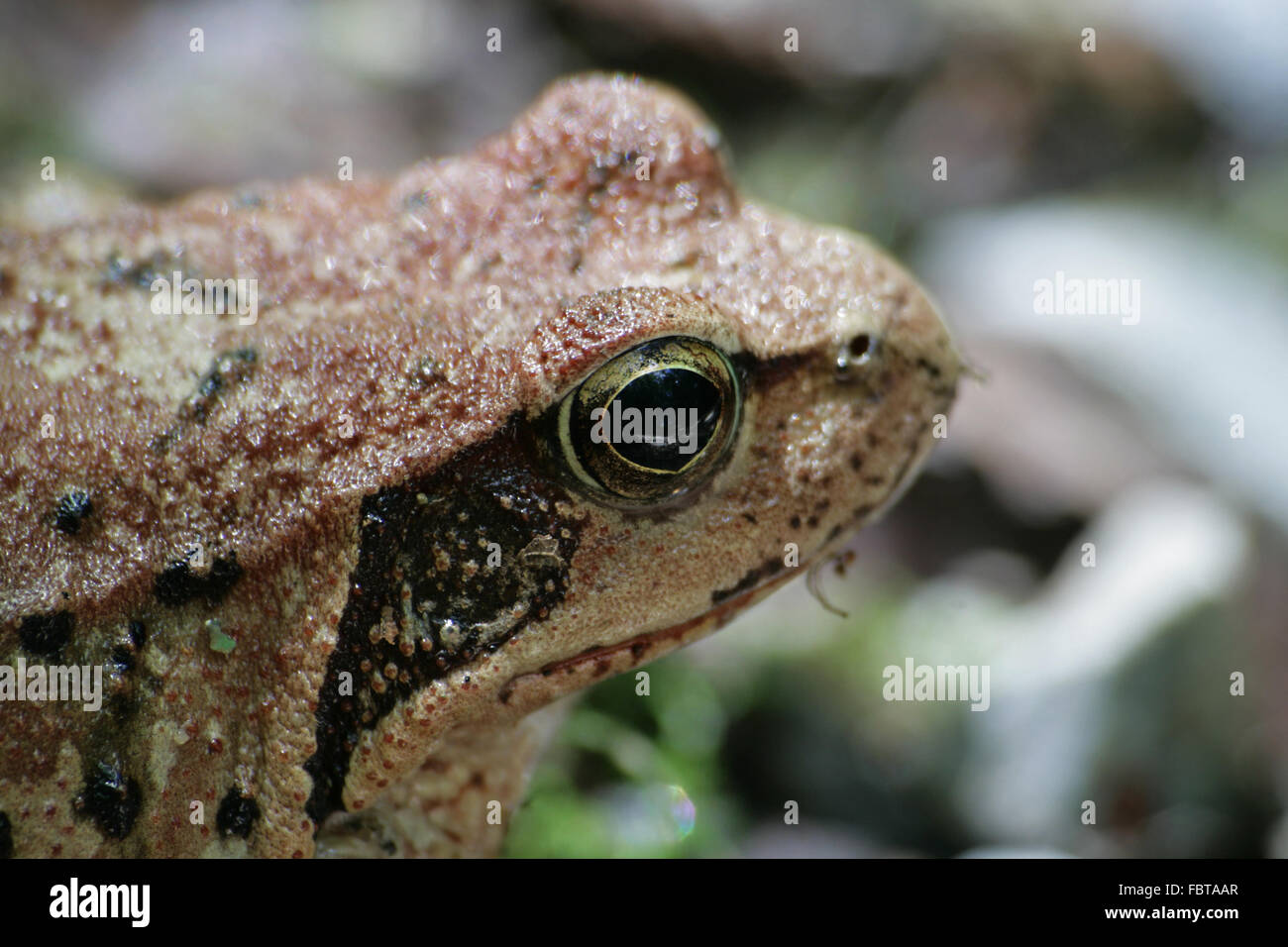 Wald frosch hi-res stock photography and images - Alamy