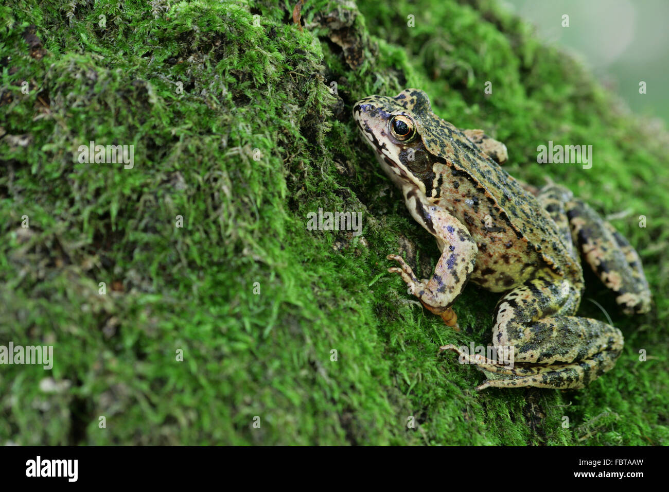 Wald frosch hi-res stock photography and images - Alamy