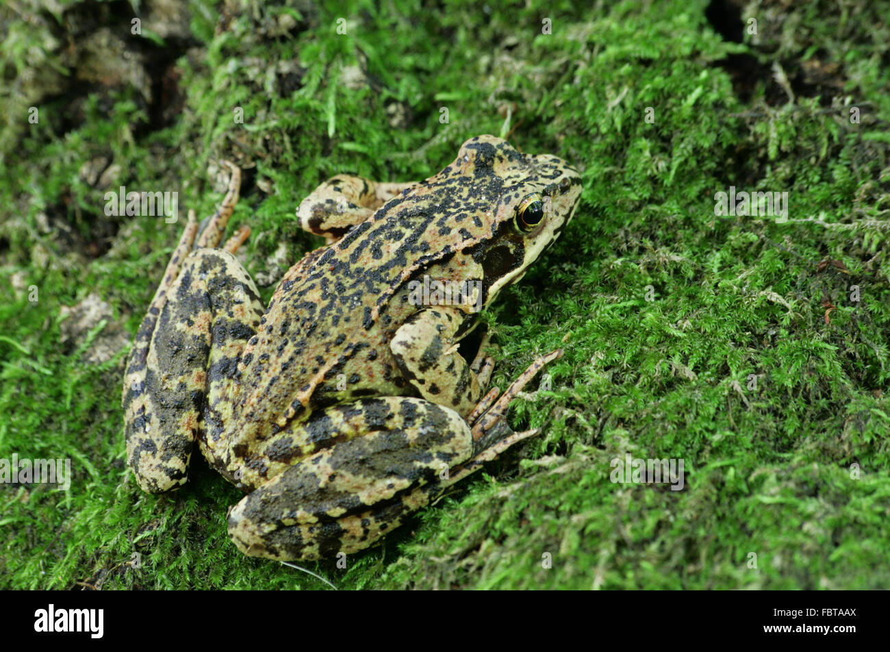 Wald frosch hi-res stock photography and images - Alamy