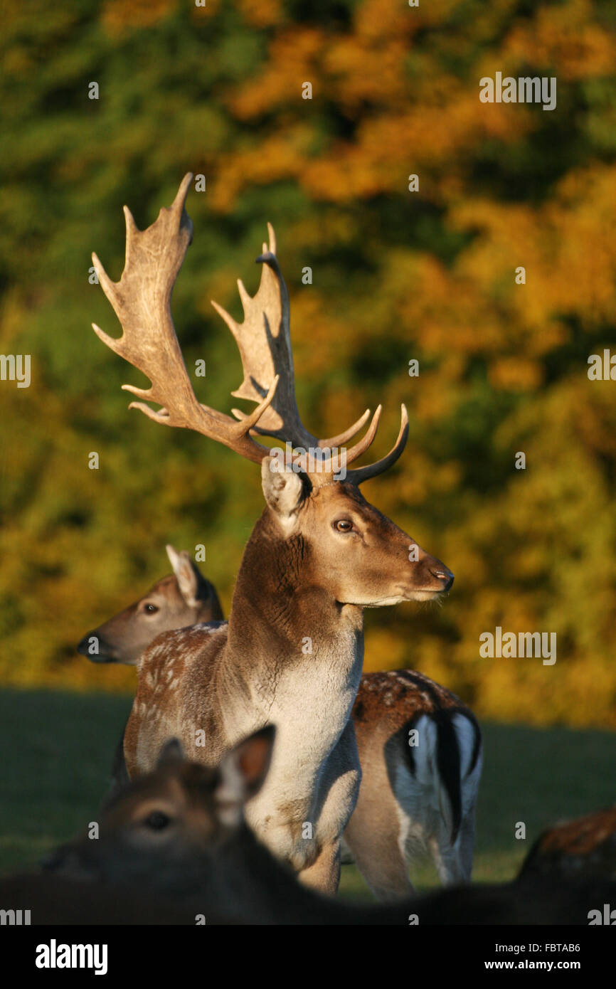 Daniel jagd hi-res stock photography and images - Alamy