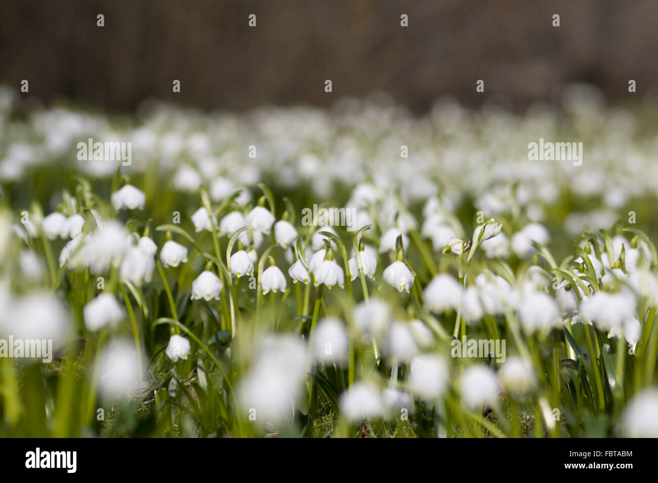 Snowflake close up f hi-res stock photography and images - Alamy