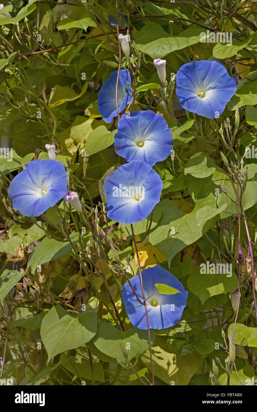 Blaue winde hi-res stock photography and images - Alamy