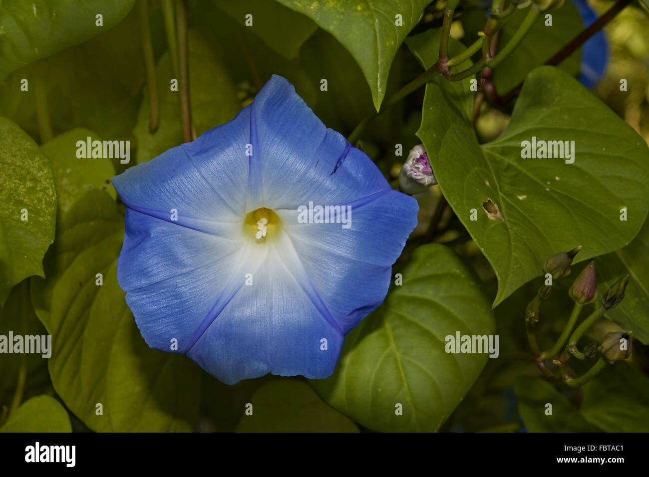 Blaue winde hi-res stock photography and images - Alamy
