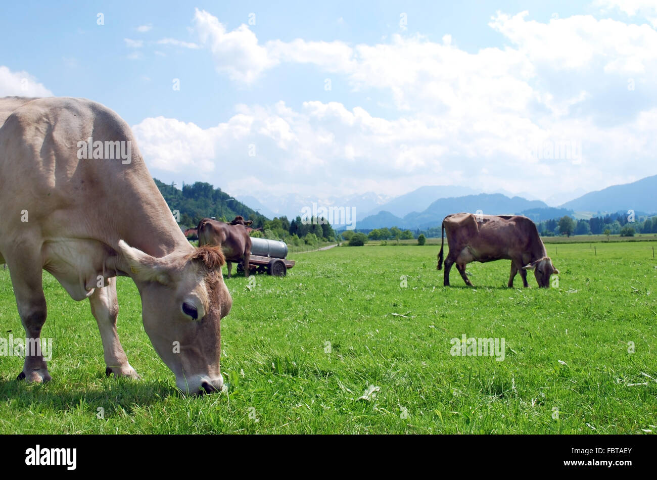 cows on field Stock Photo - Alamy