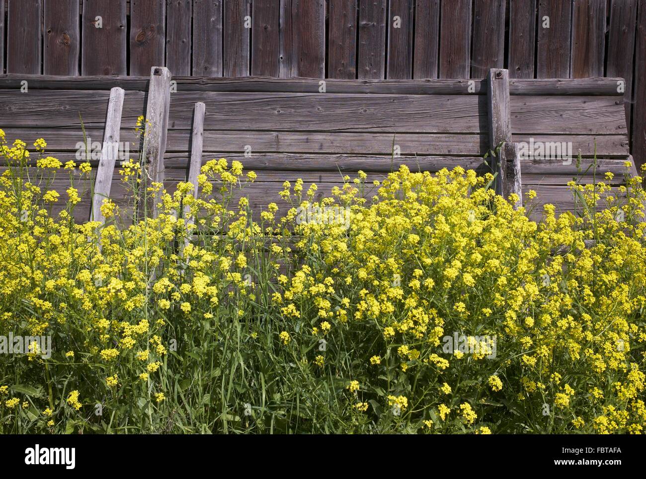 Old flowers and wooden landscapes hi-res stock photography and images ...