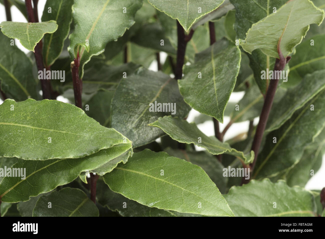 Laurel shrub hi-res stock photography and images - Alamy