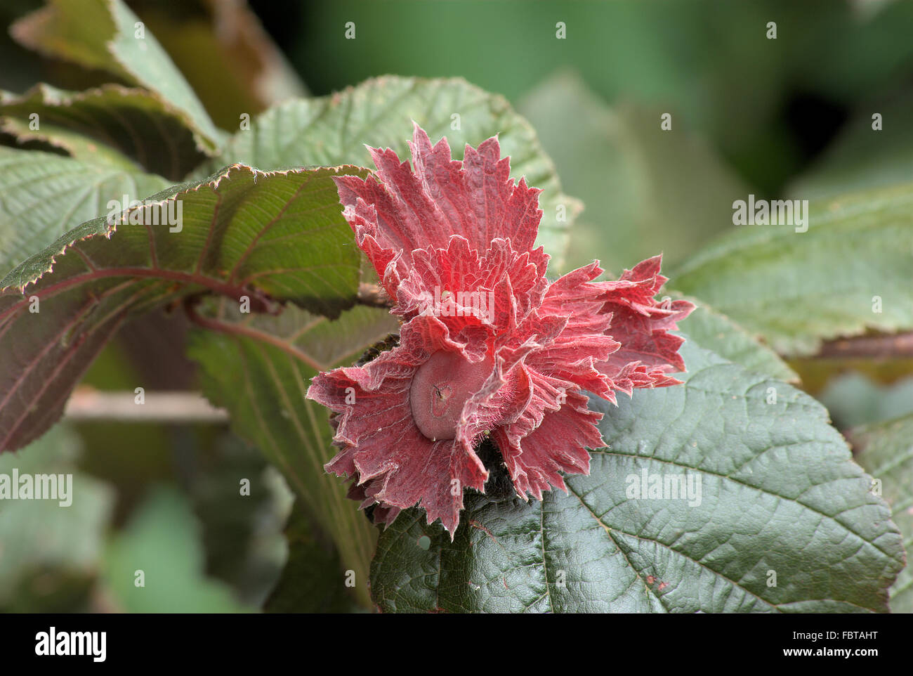 Haselnussstrauch hi-res stock photography and images - Alamy