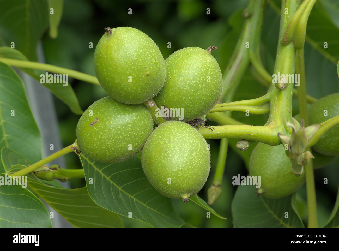 Walnussbaum walnussbaum hi-res stock photography and images - Alamy