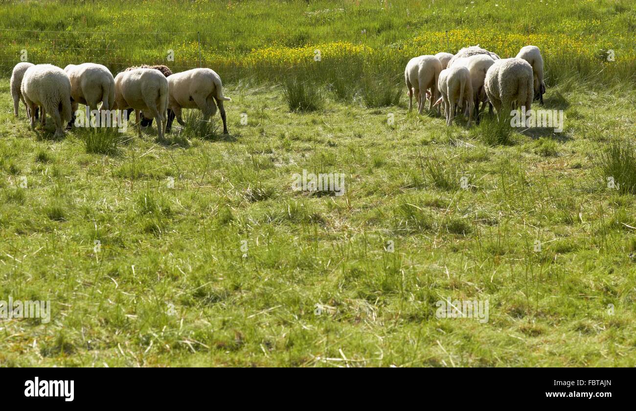 Sheep on pasture Stock Photo - Alamy
