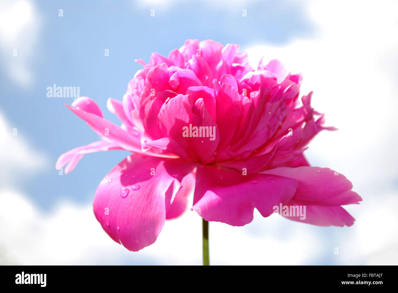 beautiful peony flower Stock Photo - Alamy