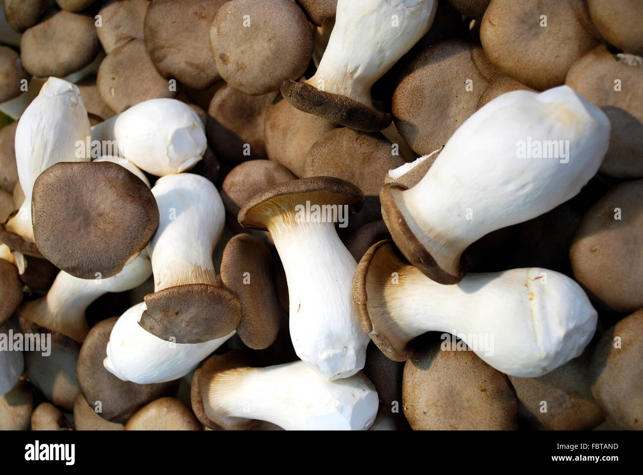 Zuchtpilze hi-res stock photography and images - Alamy