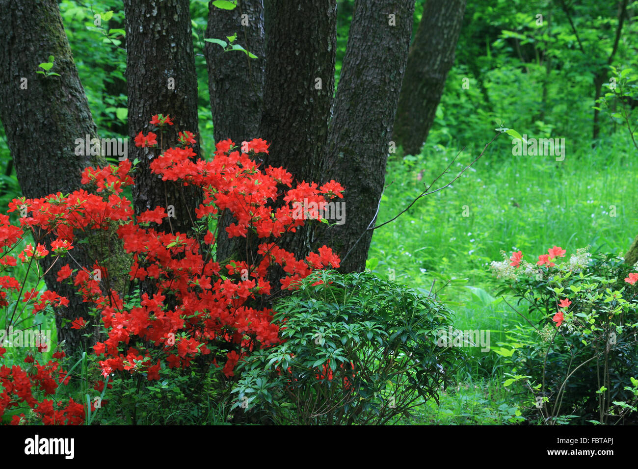 Baum rhododendron hi-res stock photography and images - Alamy