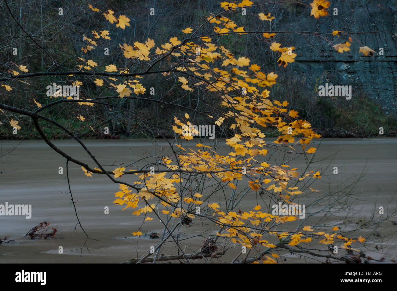 Golden leaves of maple tree near flooded river Stock Photo - Alamy