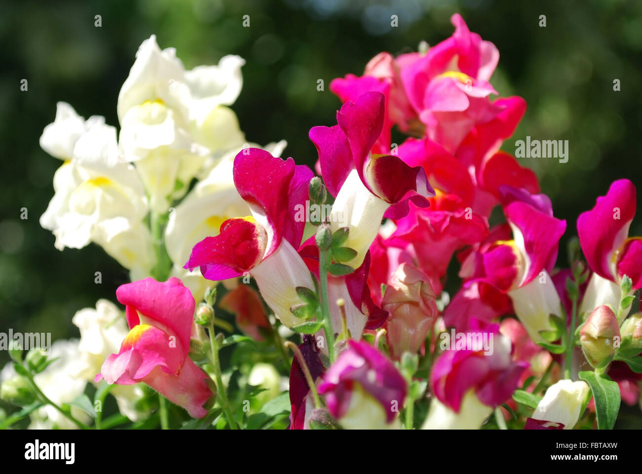 Snapdrageon hi-res stock photography and images - Alamy