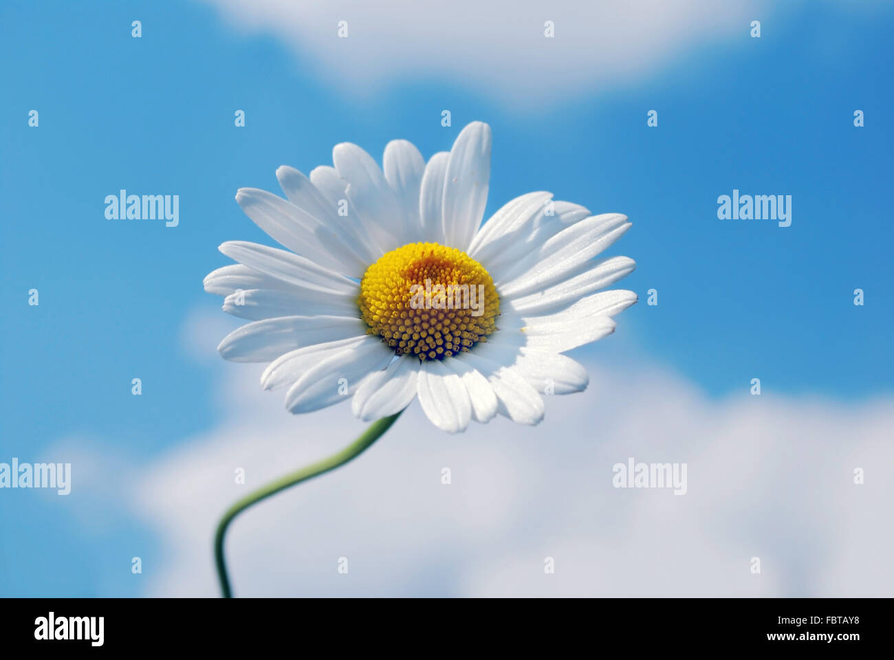 Marguerite flower hi-res stock photography and images - Alamy