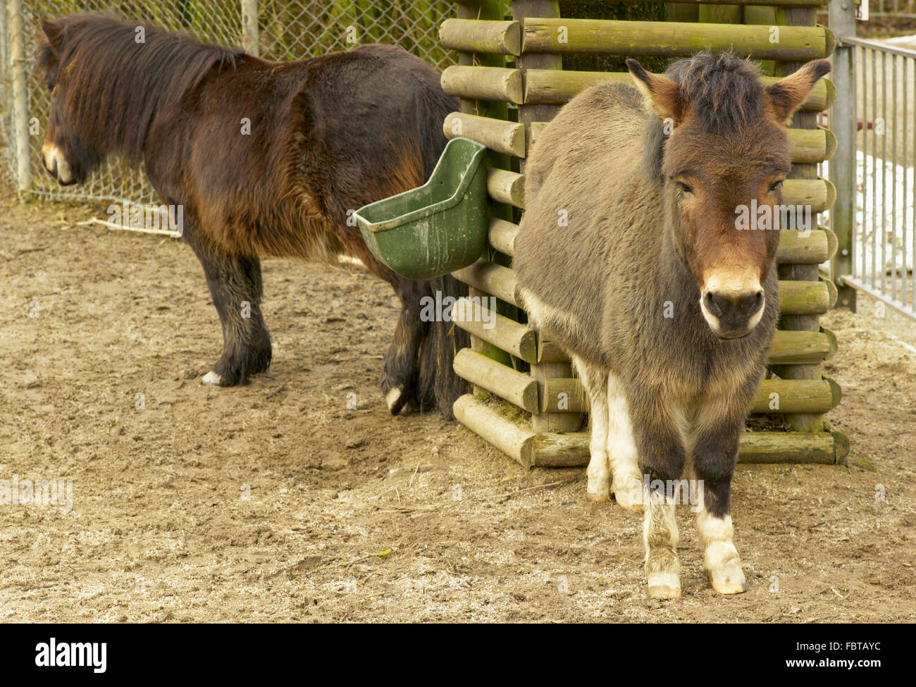House donkey and Shetland's pony Stock Photo - Alamy
