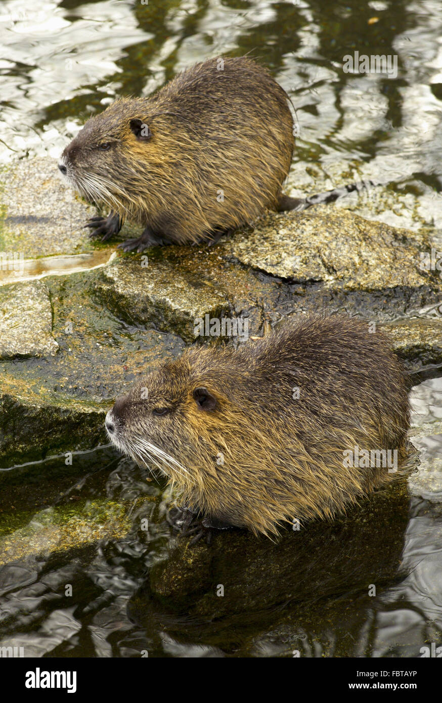 Granitisch hi-res stock photography and images - Alamy