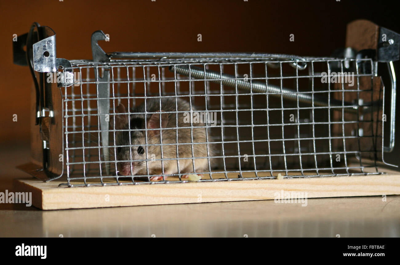 Trapped mouse hi-res stock photography and images - Alamy