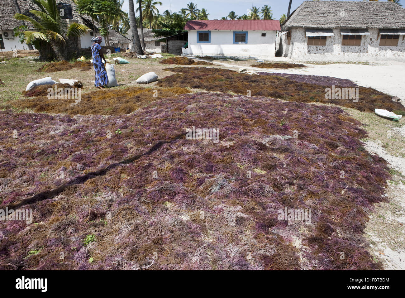 Drying seaweed a hi-res stock photography and images - Alamy