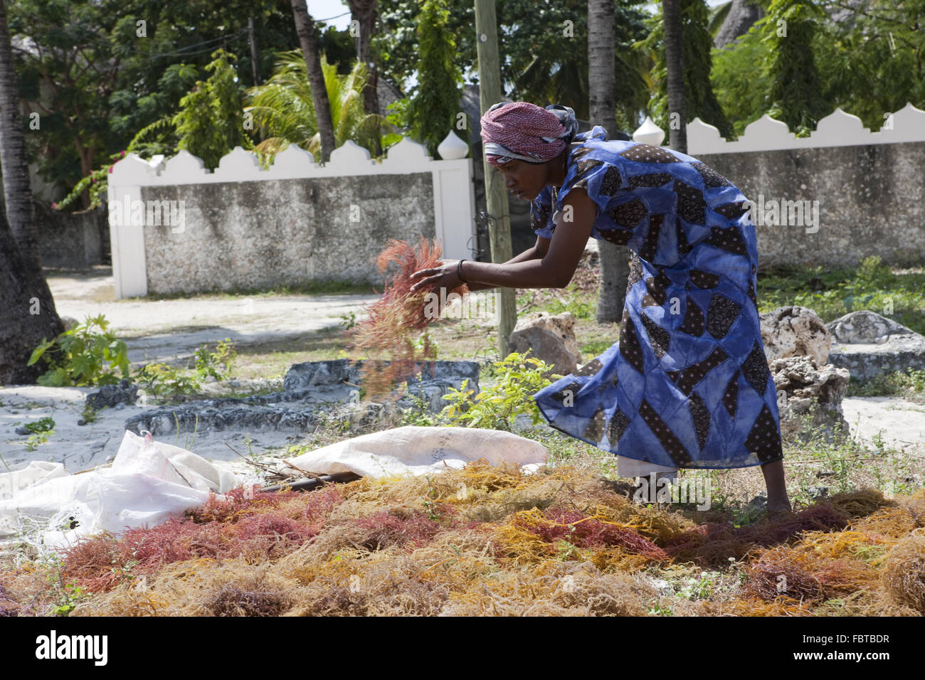 A woman worked to dry seaweed designed Stock Photo - Alamy