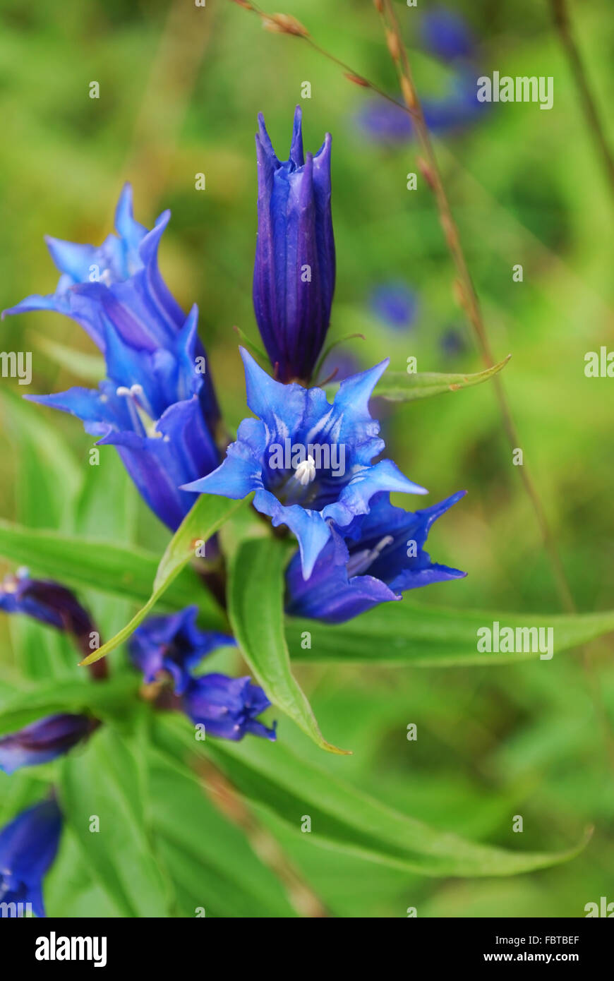 Blue gentian hi-res stock photography and images - Alamy