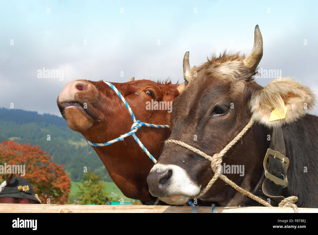 Braun cows hi-res stock photography and images - Alamy