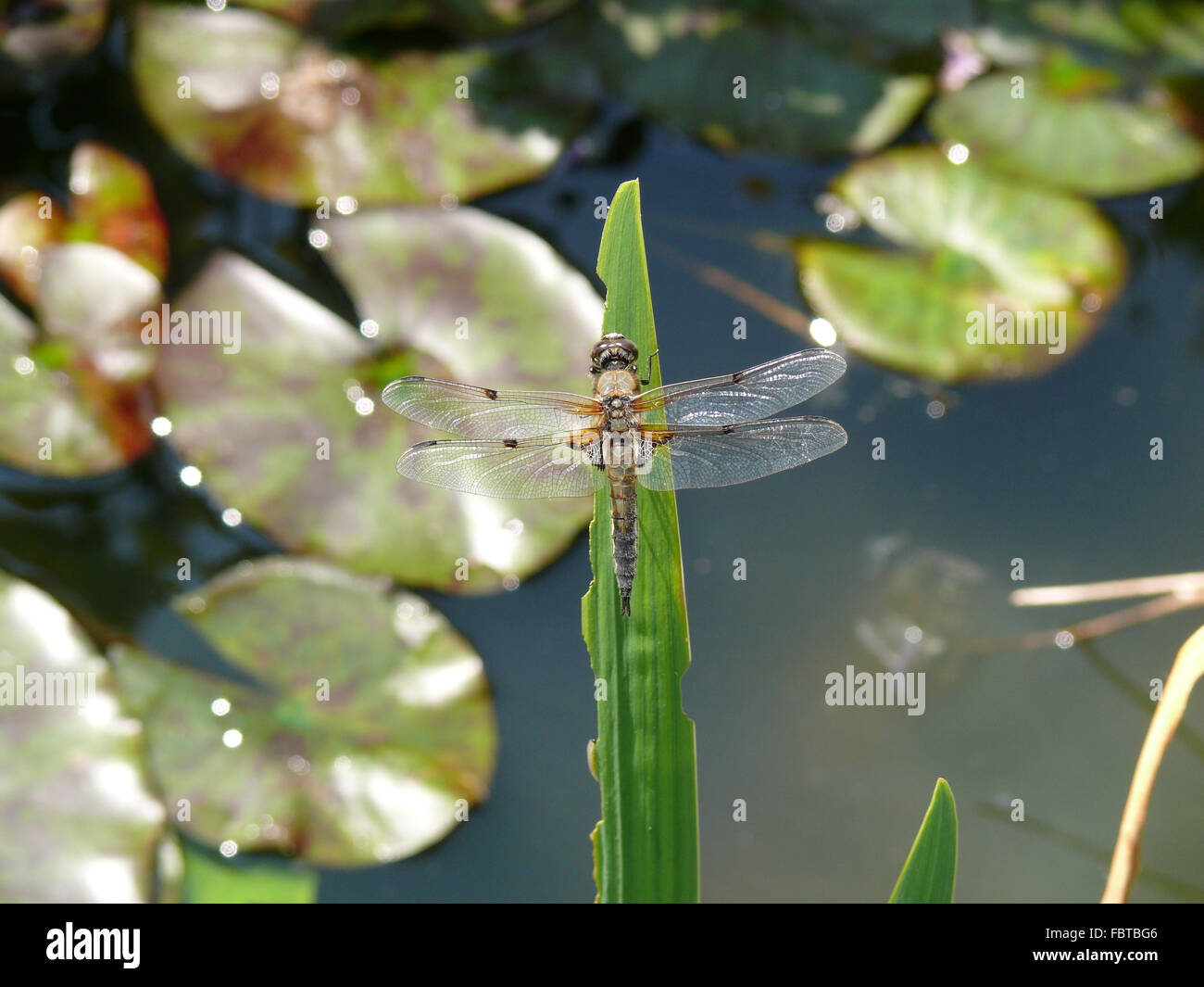 Dragonfly on reed Stock Photo - Alamy