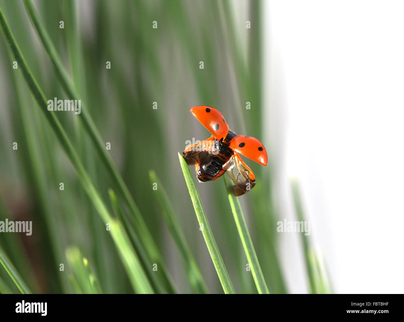 ladybug and grass Stock Photo - Alamy