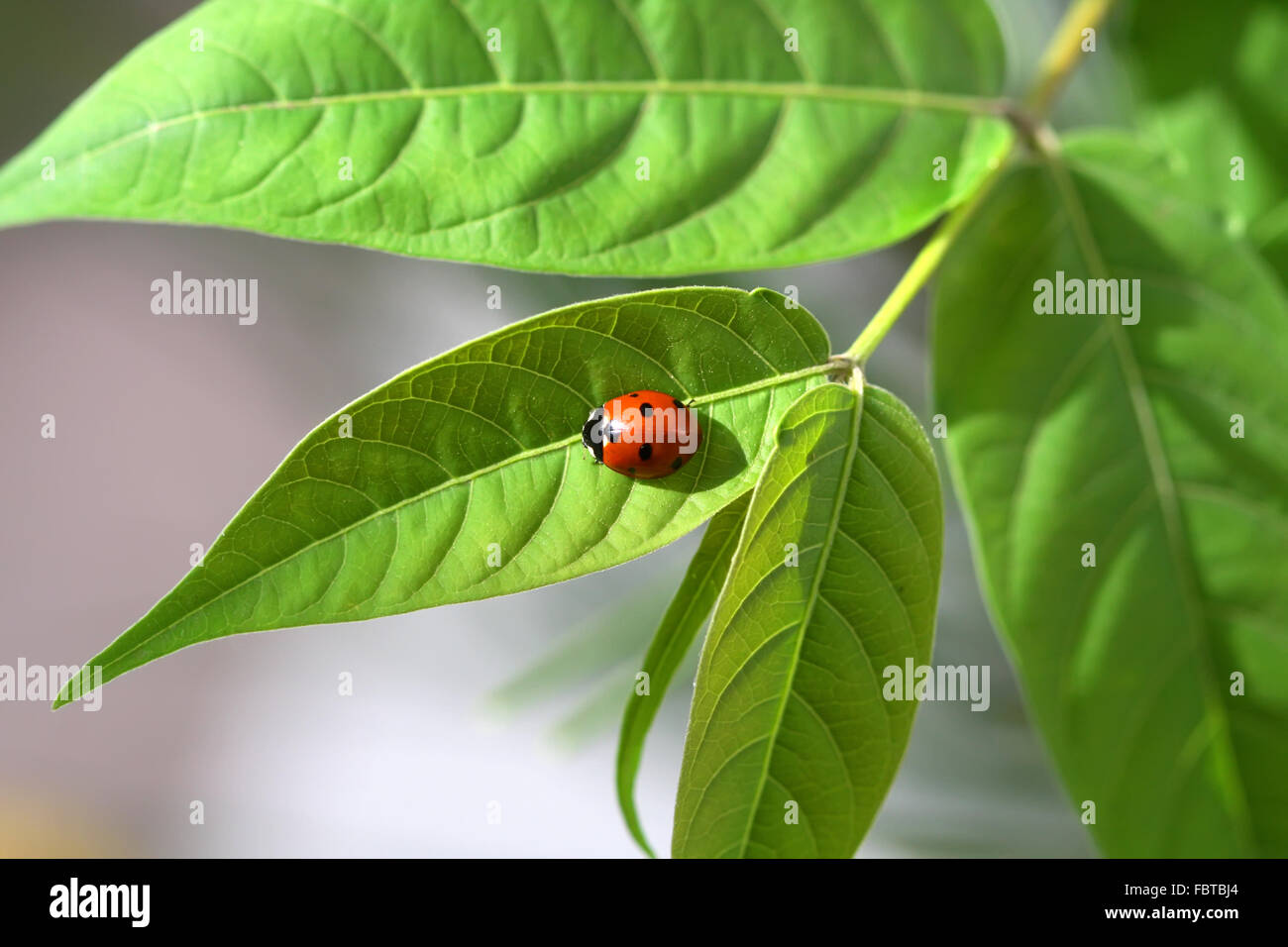 ladybug on leaf Stock Photo - Alamy