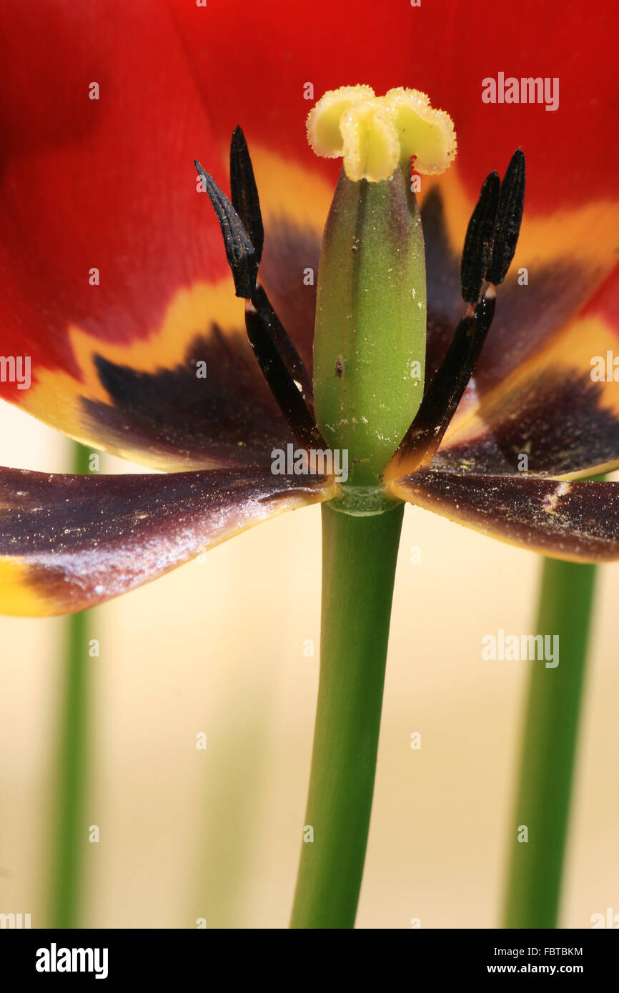 Broken tulip hi-res stock photography and images - Alamy